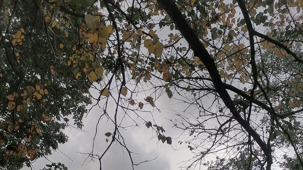 TREES IN RAIN - backiee