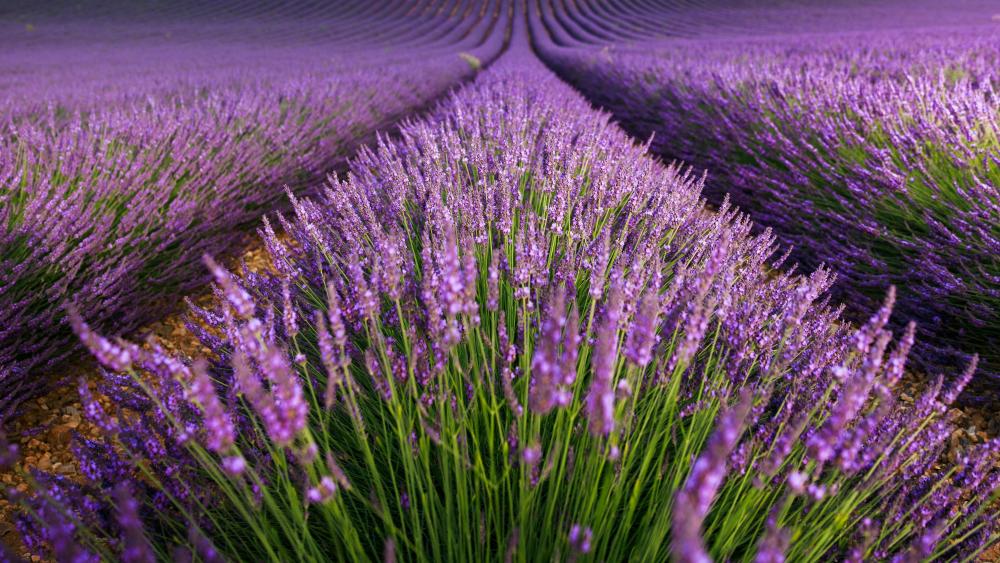 Lavender Fields Forever Captivating Beauty of Purple Blooms - backiee