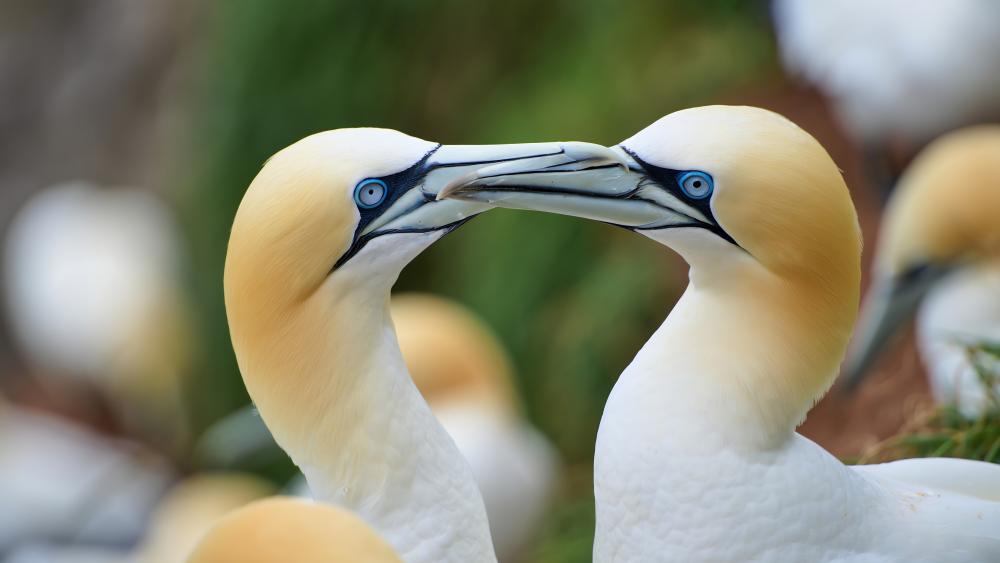 Lovey Birds in Nature's Tranquil Embrace - backiee