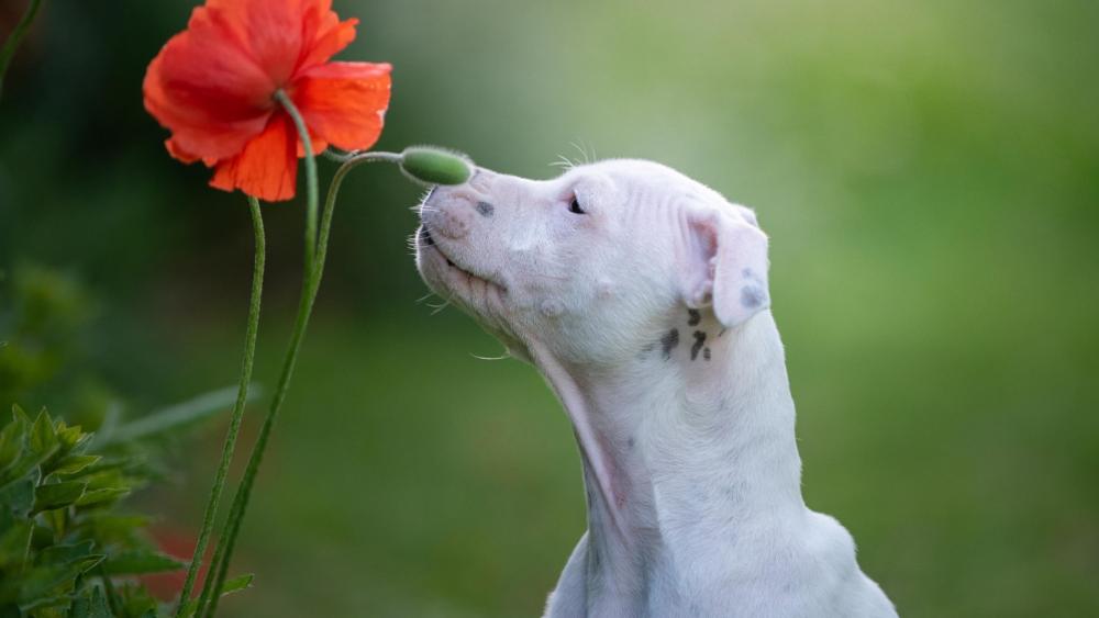 White Dog Encounters Vibrant Poppy in Bloom - backiee