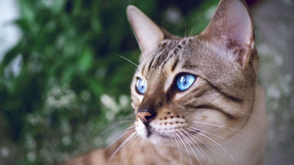Blue-Eyed Bengal Serenity - backiee