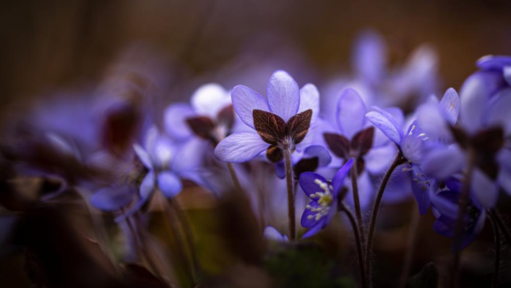 Purple Hepatica Beauty in Spring Bloom - backiee