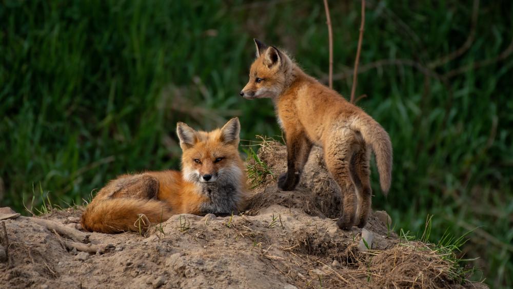 Red Fox Family in Nature’s Embrace - backiee