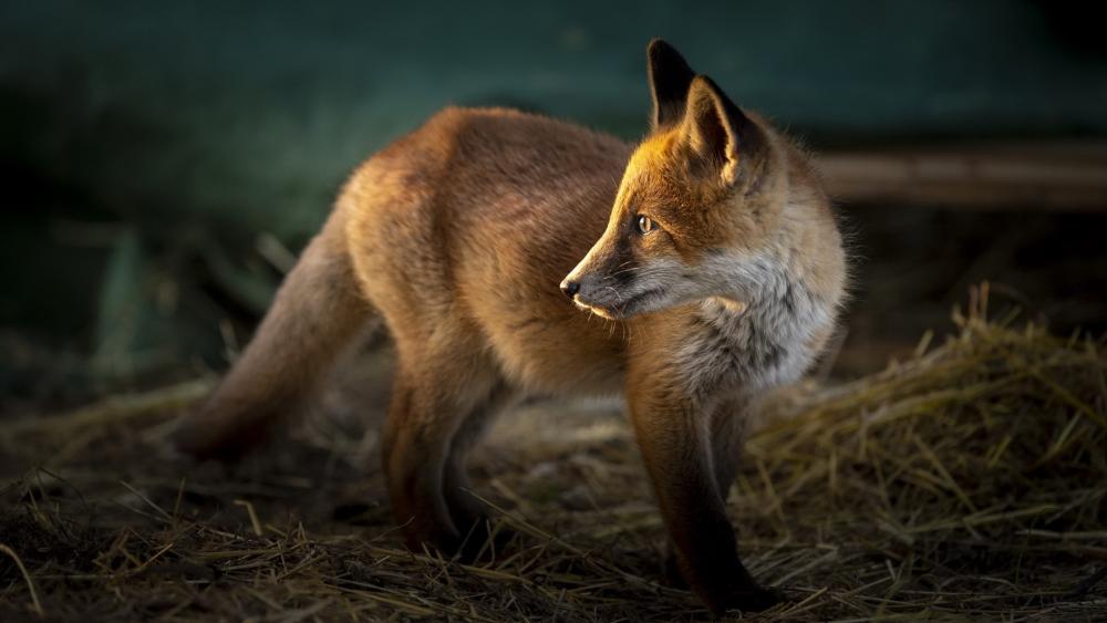Curious Red Fox in Sunlit Woods - backiee