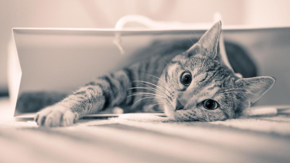 Cozy Hideaway in Monochrome Elegance - backiee