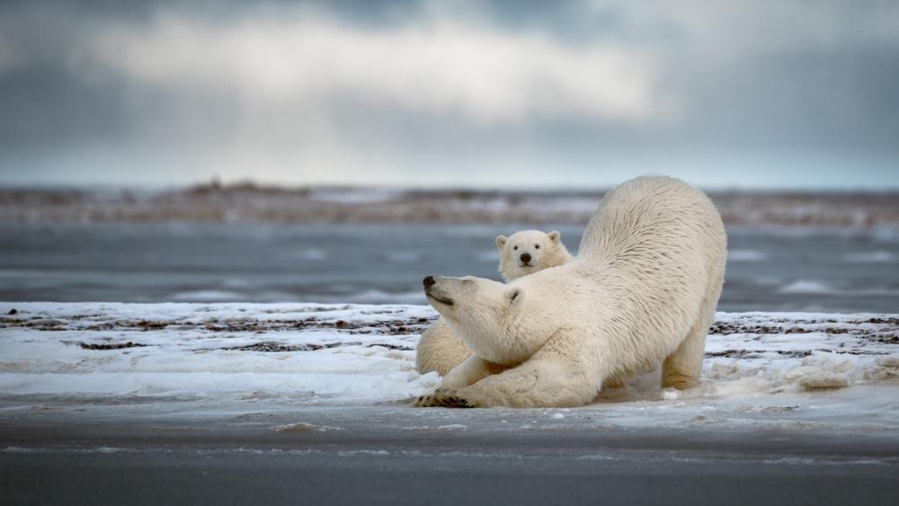 Polar Bears in Arctic Wilderness - backiee