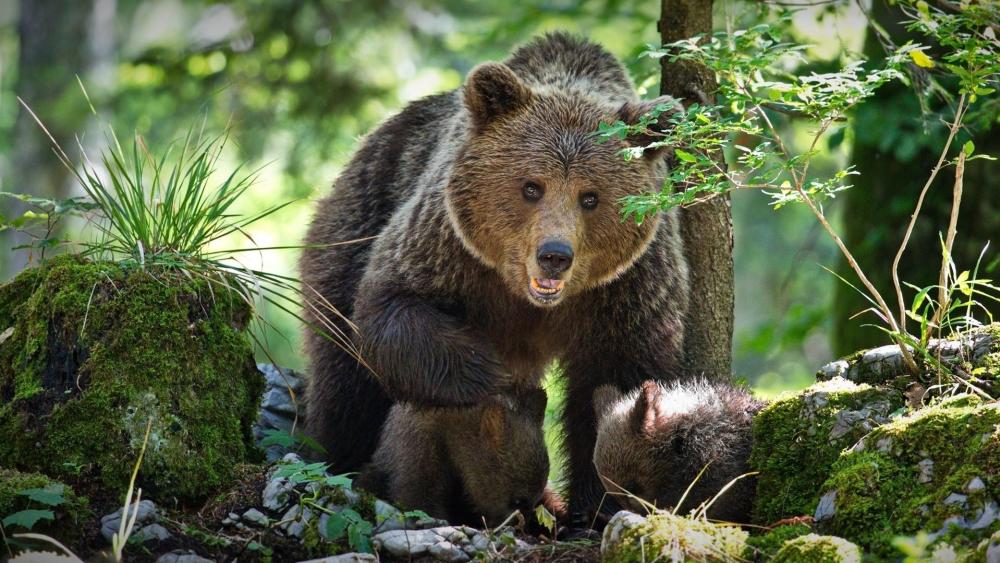 Mother Bear and Cub in Forest Serenity - backiee