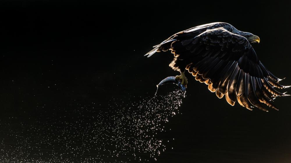 Eagle Mastery in Motion - backiee