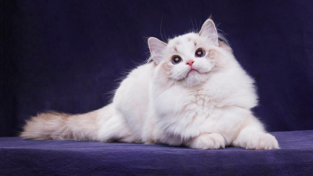 Fluffy Ragdoll Cat Relaxing on Velvet Blanket - backiee