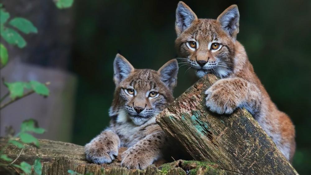 Lynx Cubs in Woodland Setting - backiee