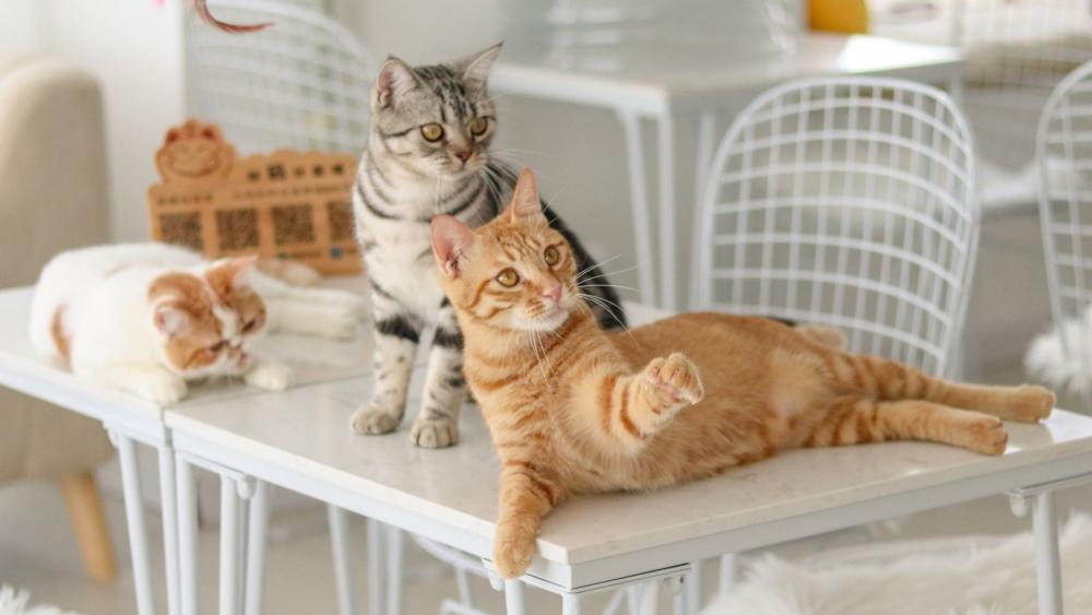 Cats Lounging on a Table - backiee