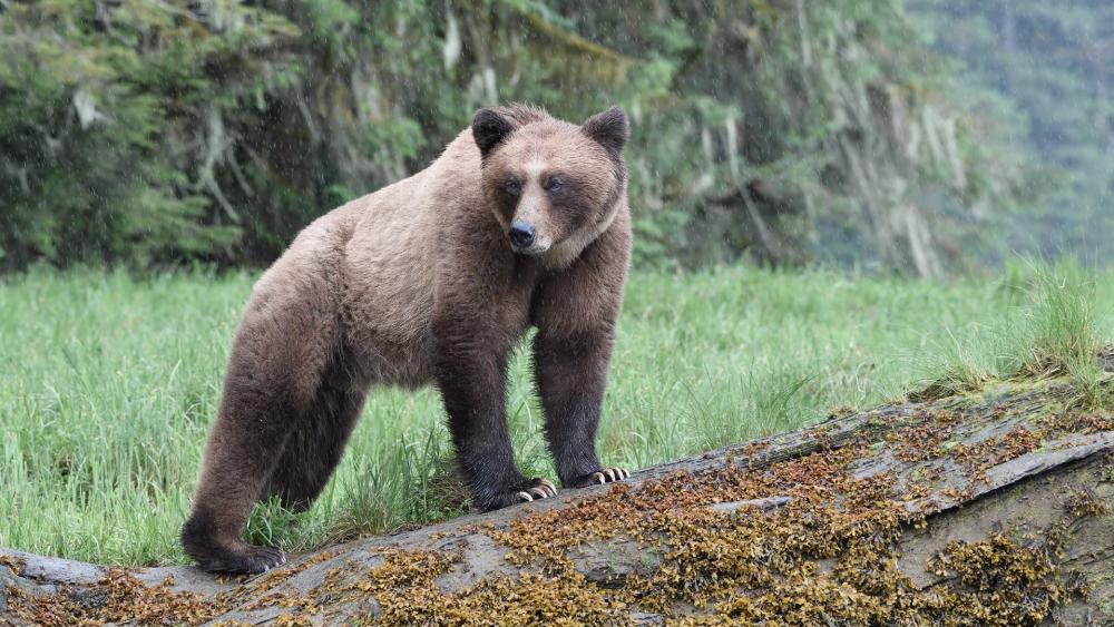 Majestic Bear in a Serene Natural Setting - backiee