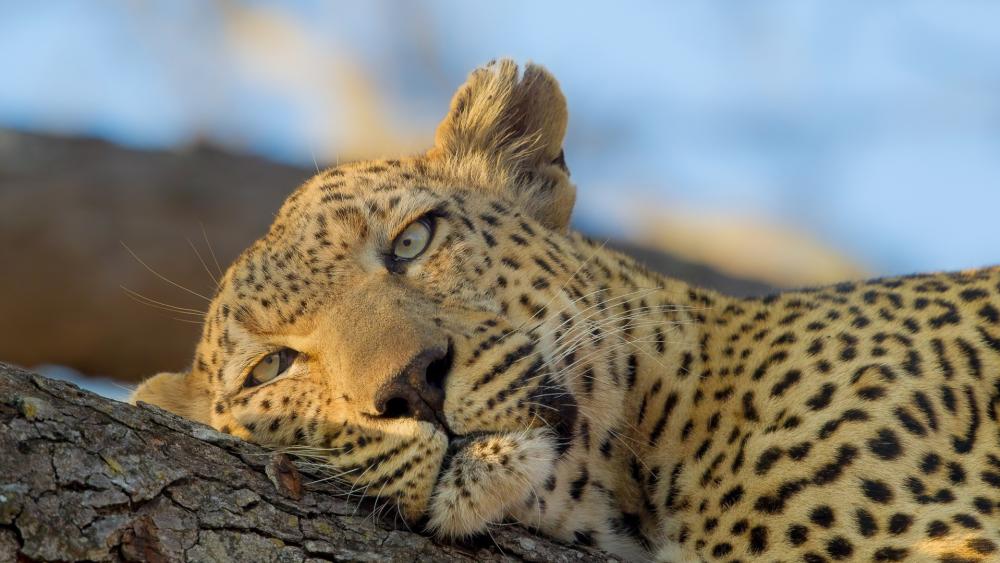 Majestic Leopard Relaxing in Nature - backiee
