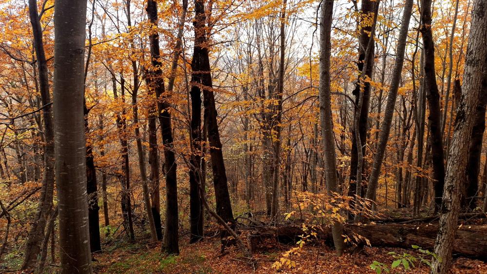 Autumn in the mountains - backiee
