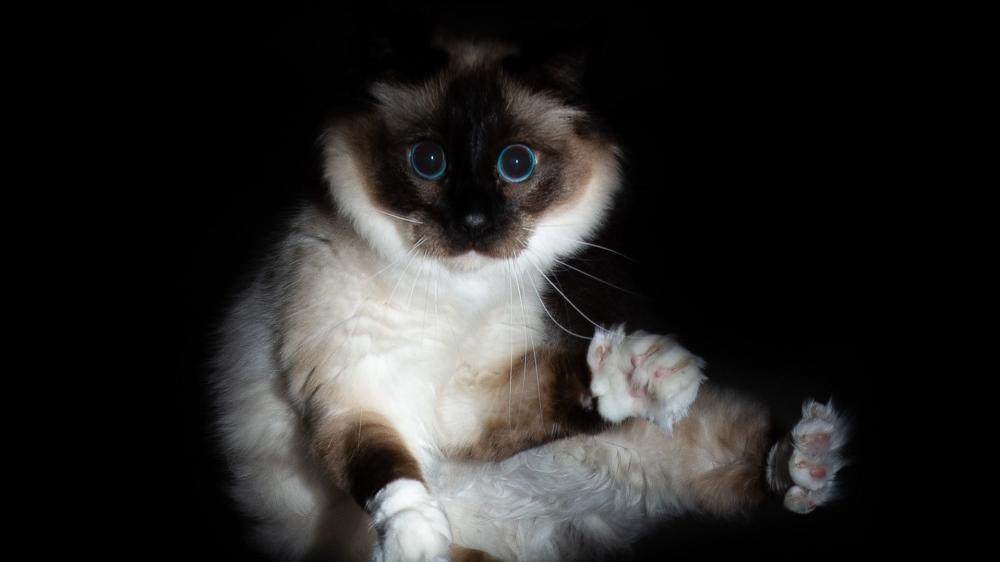 Blue Eyed Ragdoll Cat Portrait on Deep Black Background - backiee
