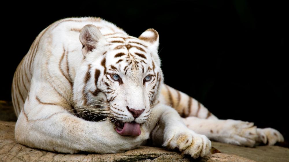 Majestic White Tiger Resting in Shadowed Calm - backiee