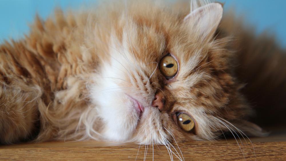 Sleepy Ginger Persian Cat Close Up in Ultra HD 5K - backiee