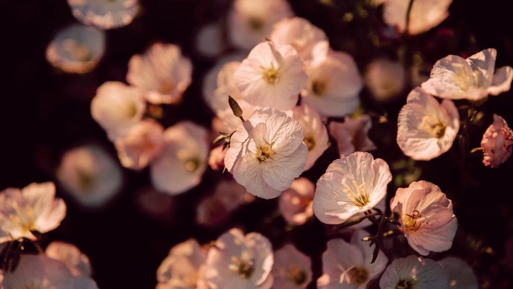 Soft Pink Blossom Close Up in Warm Evening Light - backiee