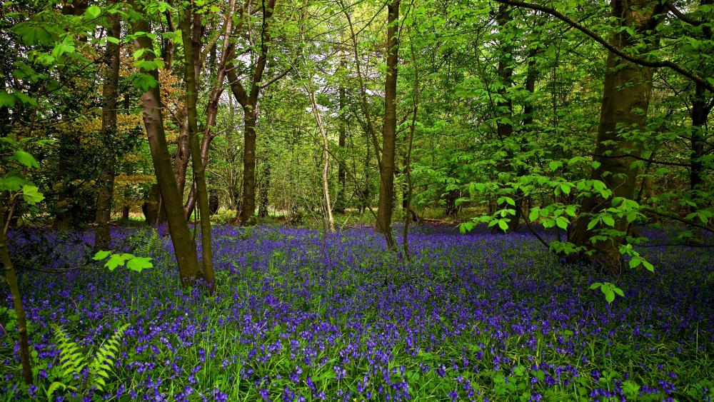 Emerald Woodland Canopy Above a Sea of Bluebell Blooms - backiee