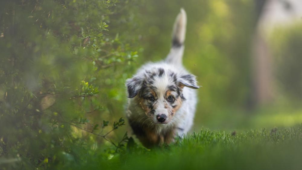 Curious Australian Shepherd Puppy Exploring a Sunlit Garden Path - backiee