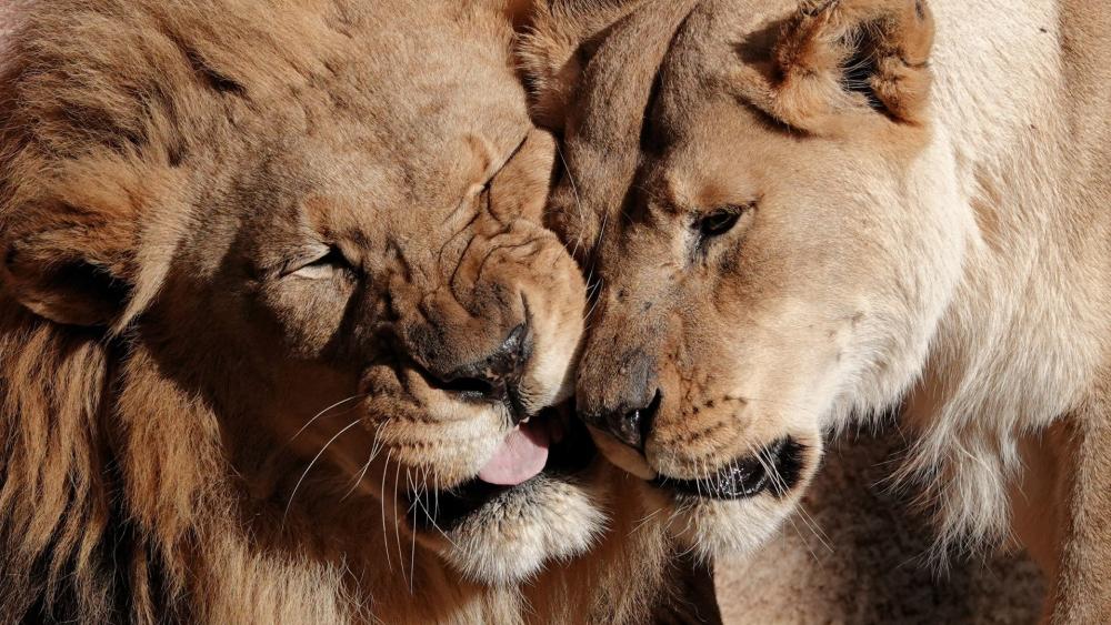 Tender Lion Couple Nuzzling in Golden Light Wildlife Close Up Wallpaper ...
