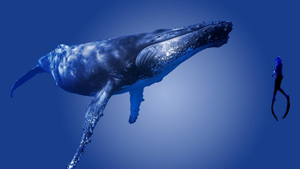 Majestic Humpback Whale Gliding Through Deep Blue Silence - backiee