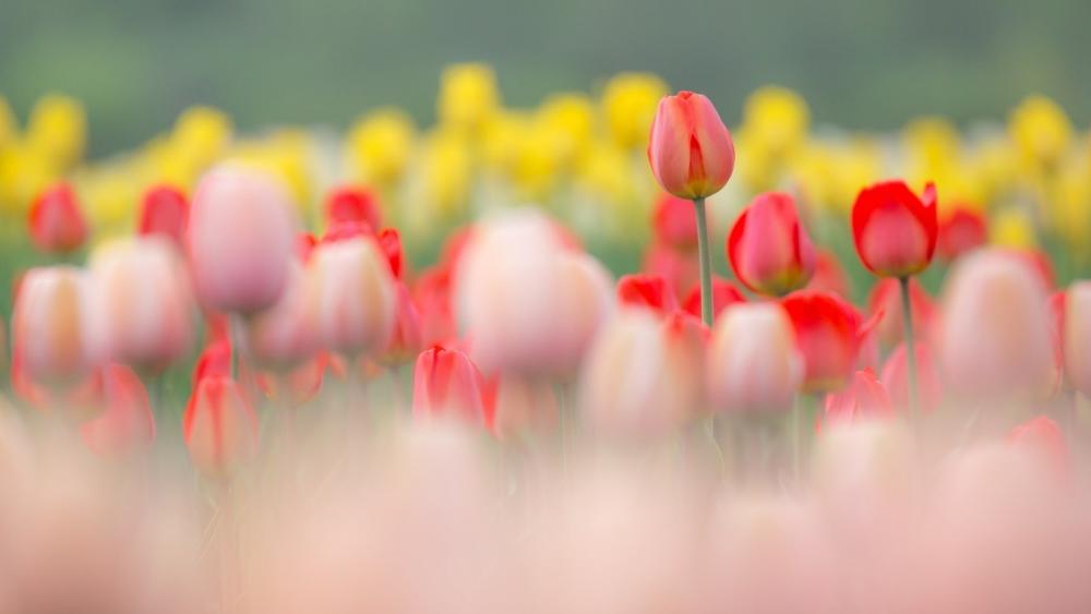 Soft Focus Spring Tulip Field in Pastel and Scarlet Glow - backiee