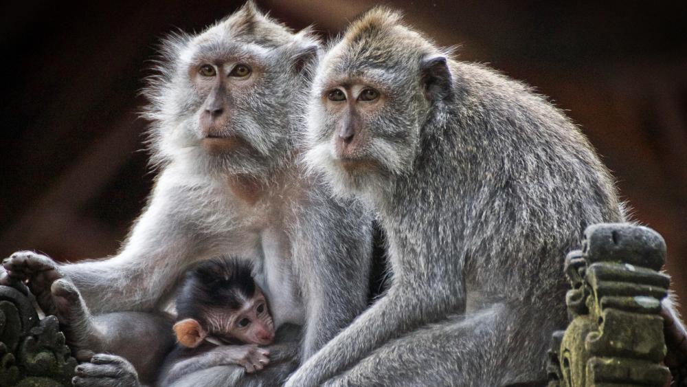 Serene Macaque Family Portrait in the Wild 5K Wallpaper - backiee