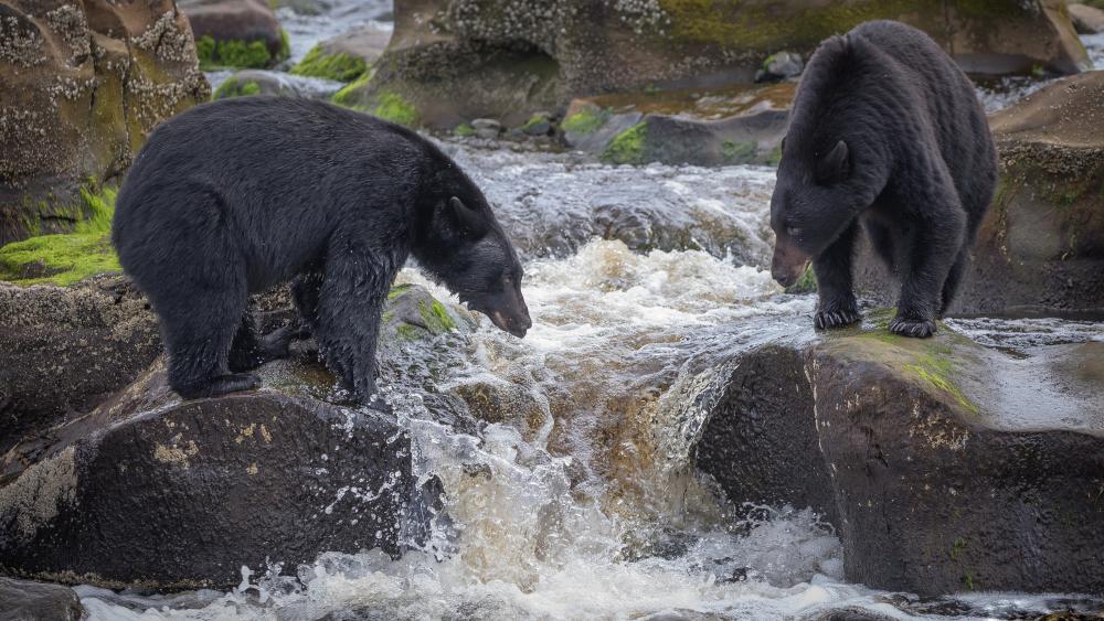Twin Black Bears Watching the Rushing Creek in Crisp 4K - backiee