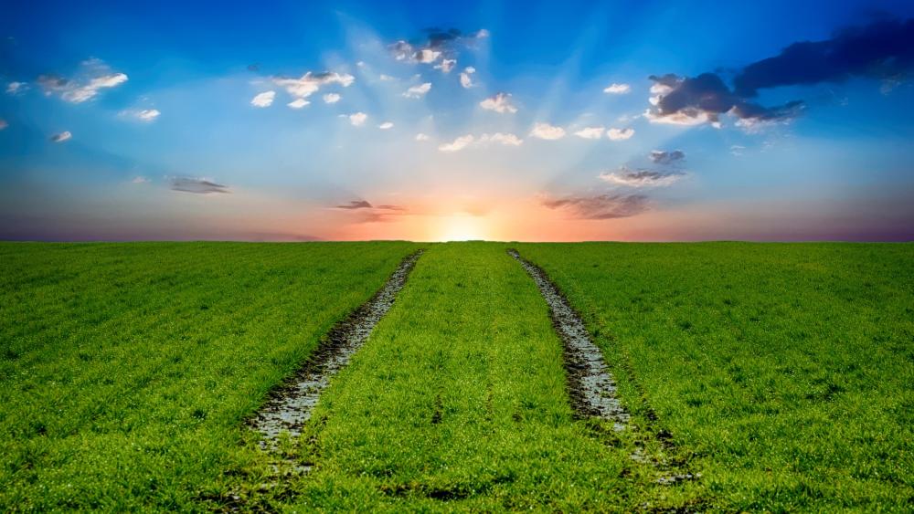 Sunrise Over Endless Green Farmland Horizon in Crisp 4K - backiee