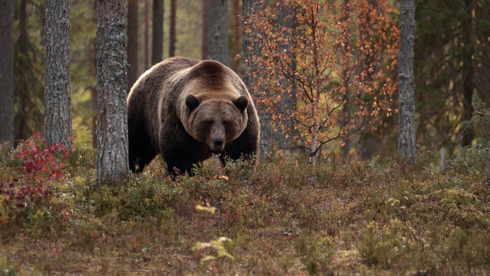 Majestic Brown Bear Roaming Through Autumn Forest Wilderness 5K ...