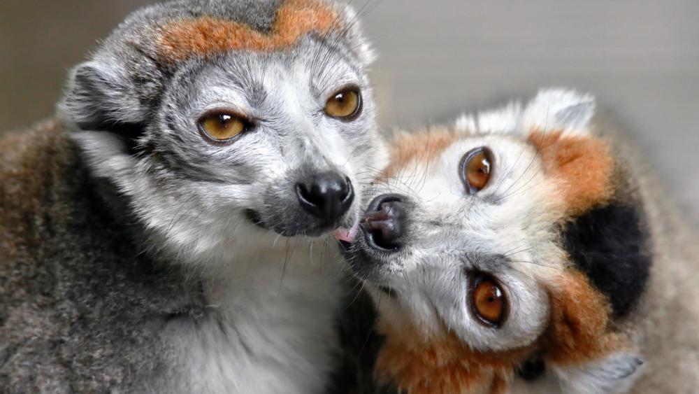 Lemur Bond in Soft Natural Light - backiee