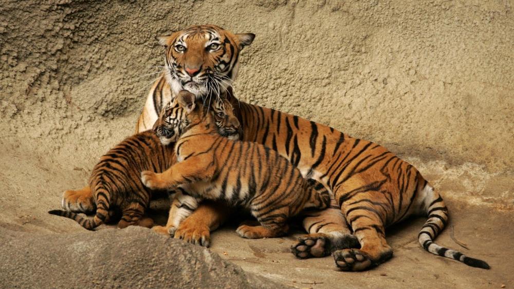 Majestic Tigers in Their Natural Habitat - backiee