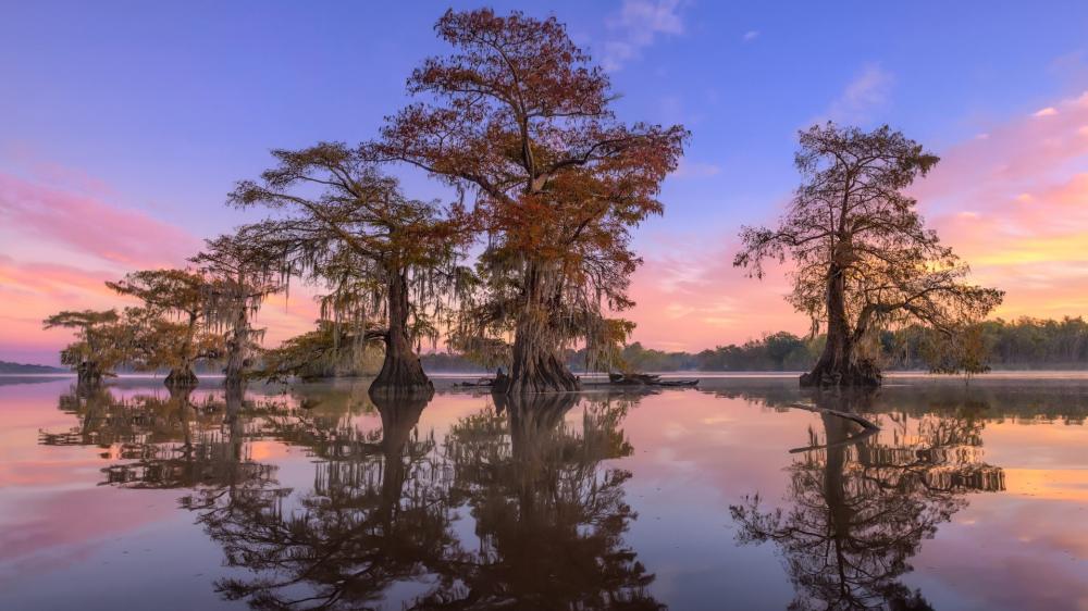 Caddo Lake Sunrise Reflections - backiee