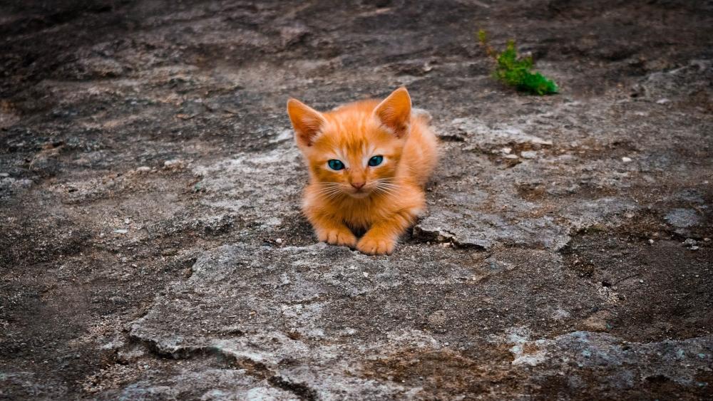 Tiny Ginger Kitten on Stone Ground - backiee