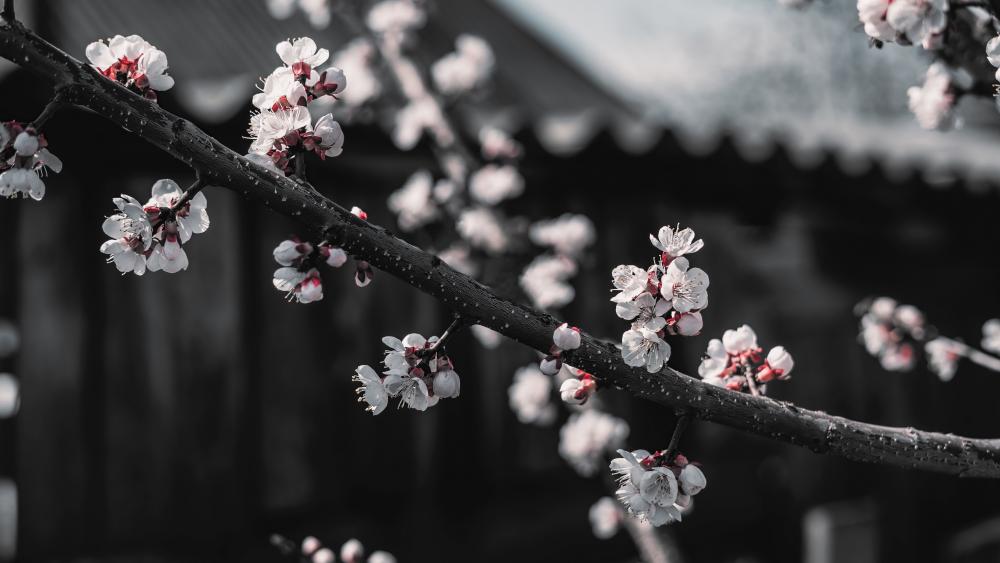 Sakura Branch in Soft Spring Bloom - backiee