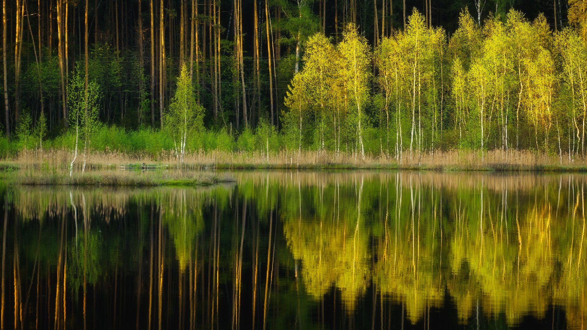 Serene Forest Reflections in Autumn - backiee
