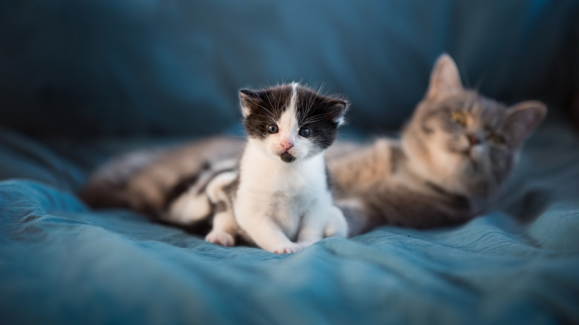 Cute Kitten with Protective Parent Cat in Blue Background - backiee
