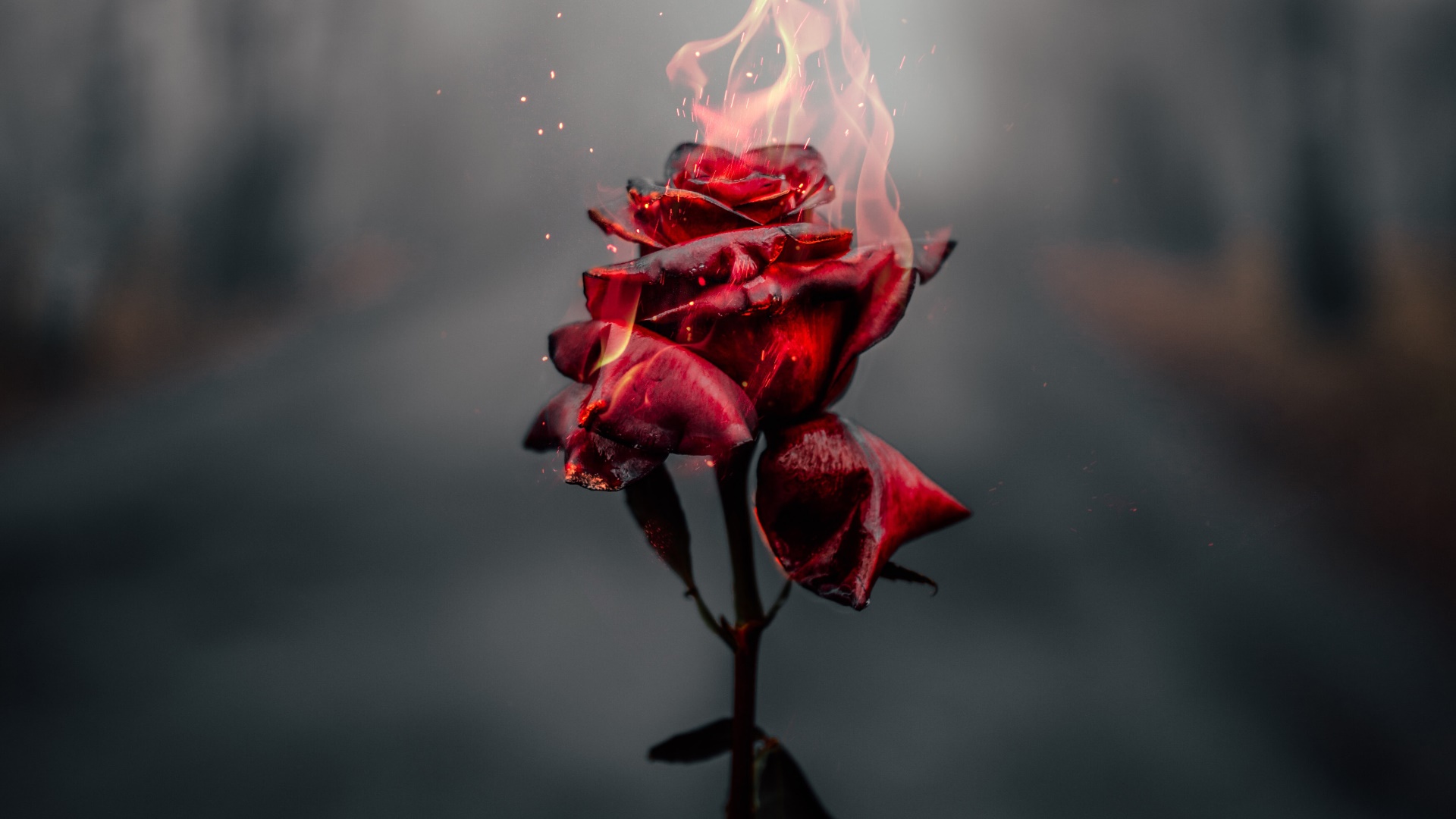 Flaming Rose of Passion and Drama - backiee