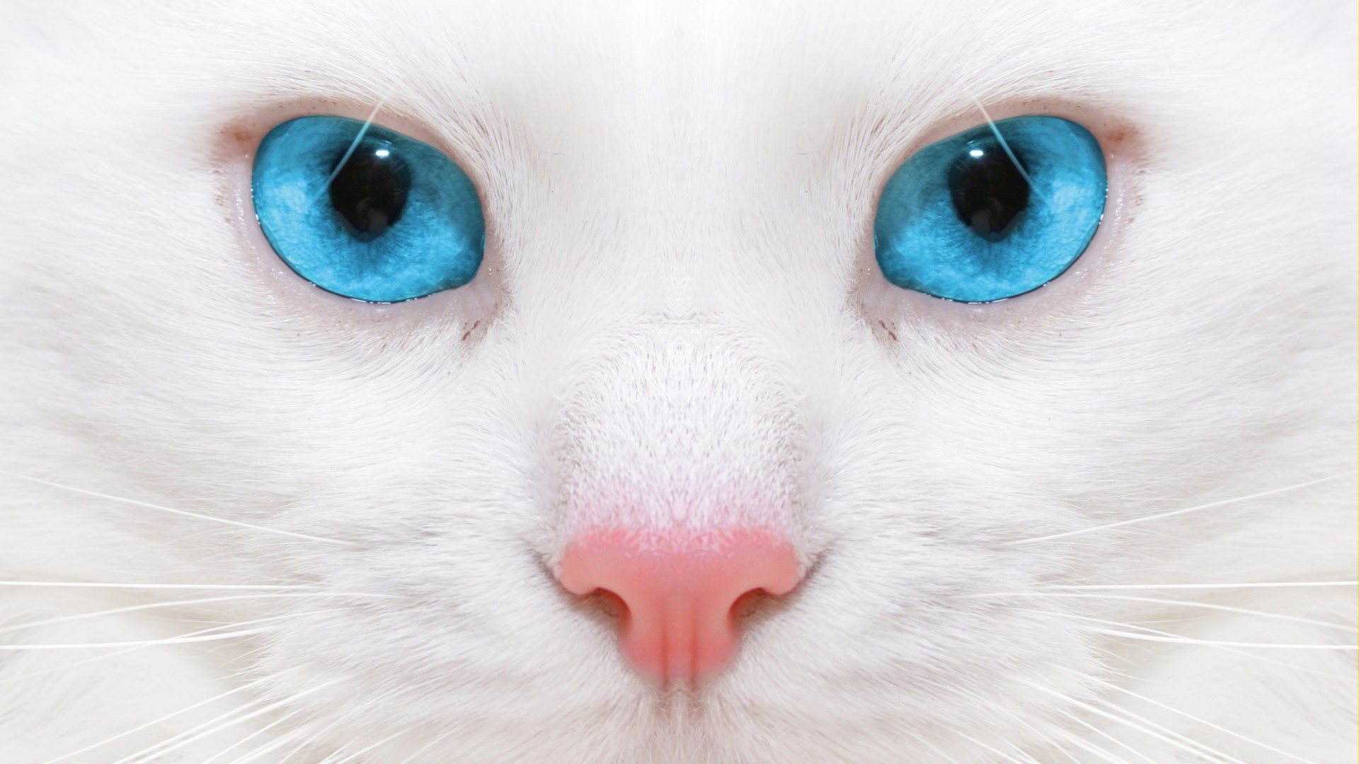 Mystical Gaze of a White Feline - backiee