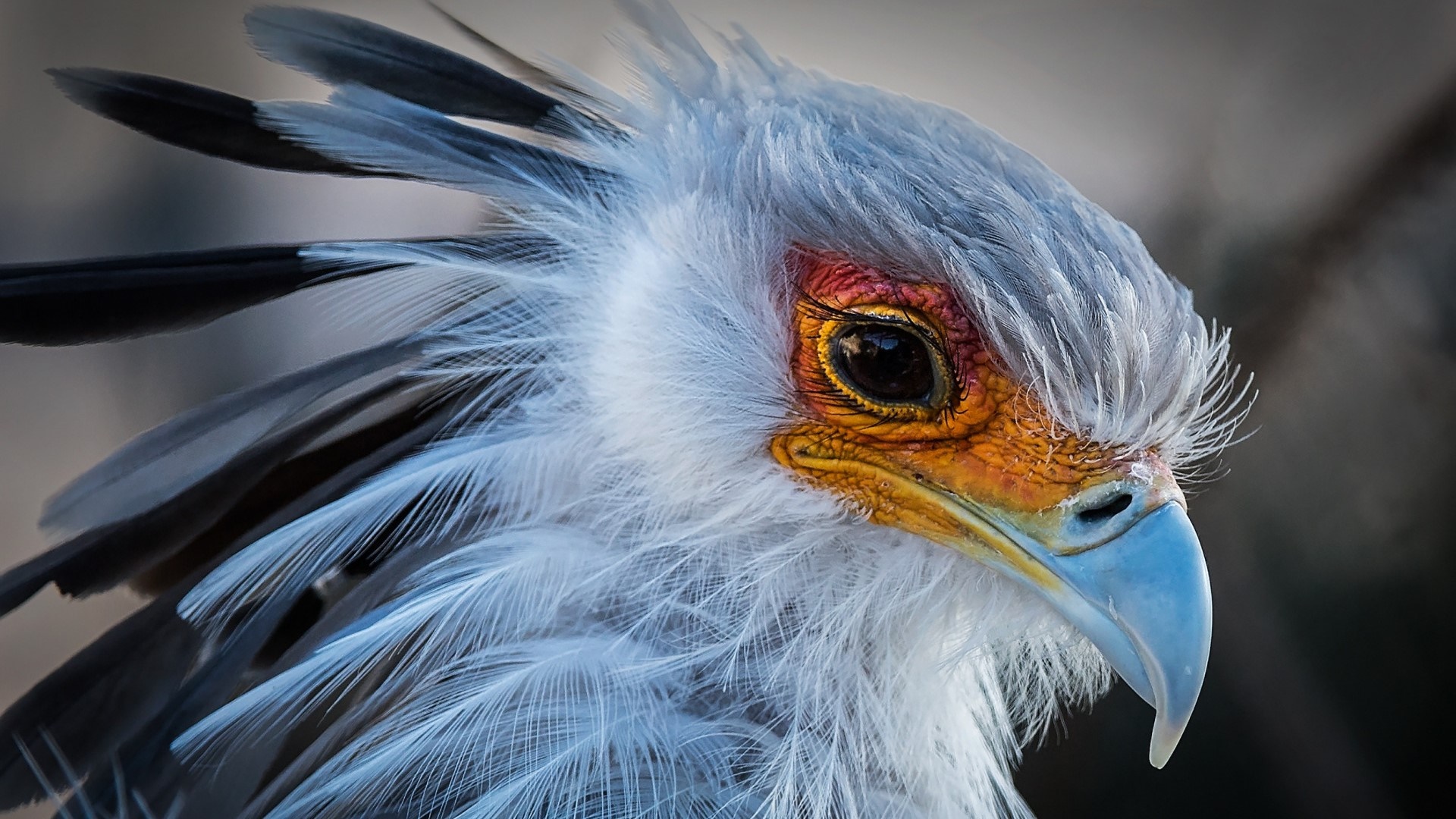 Majestic Secretary Bird Close-up View - backiee