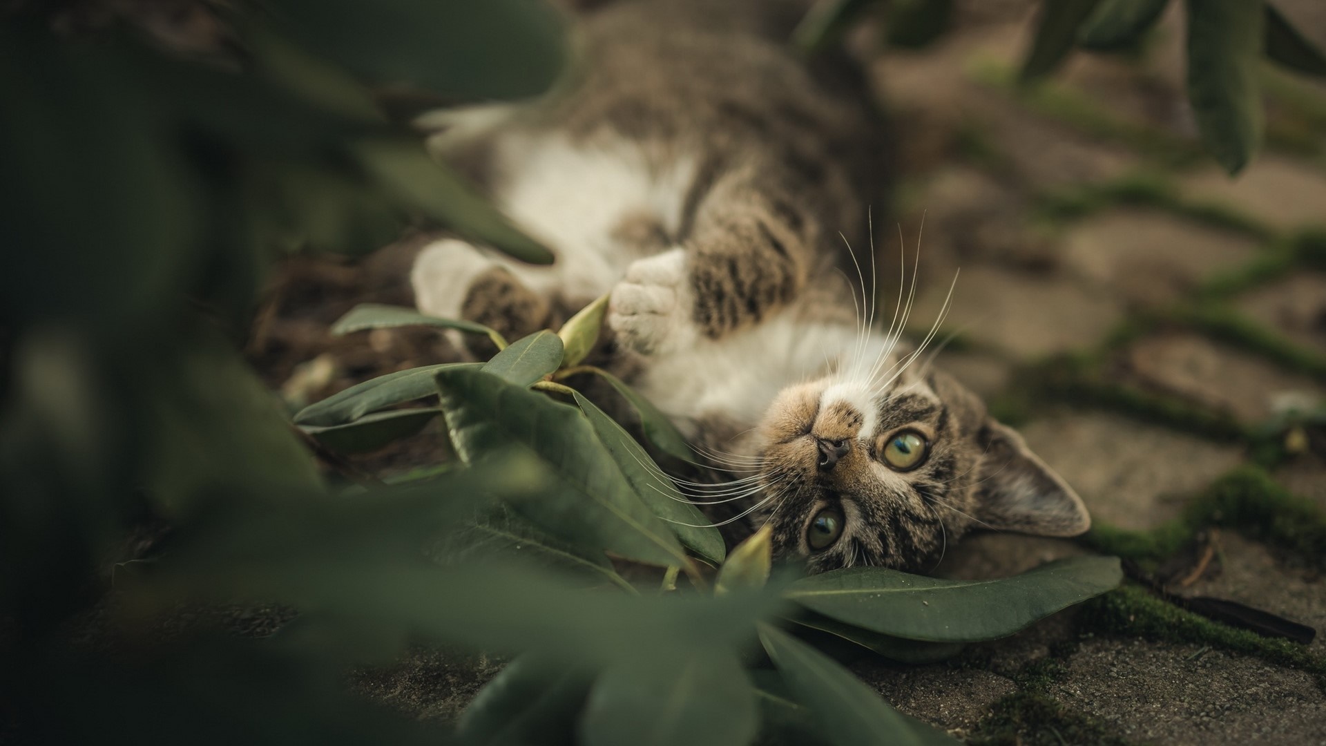 Playful Cat Relaxing in Nature - backiee