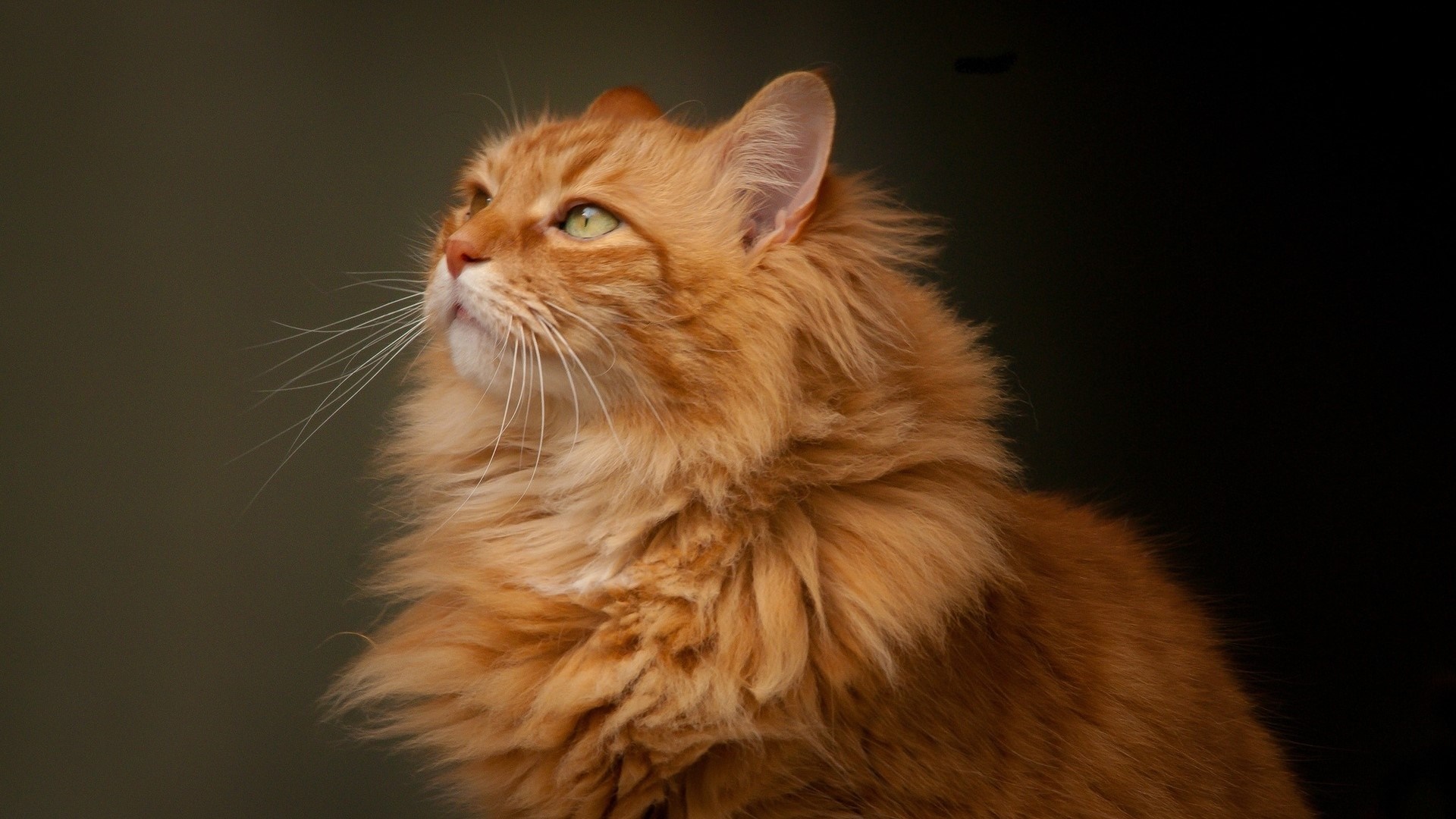 Majestic Ginger Cat Gazing into the Distance - backiee