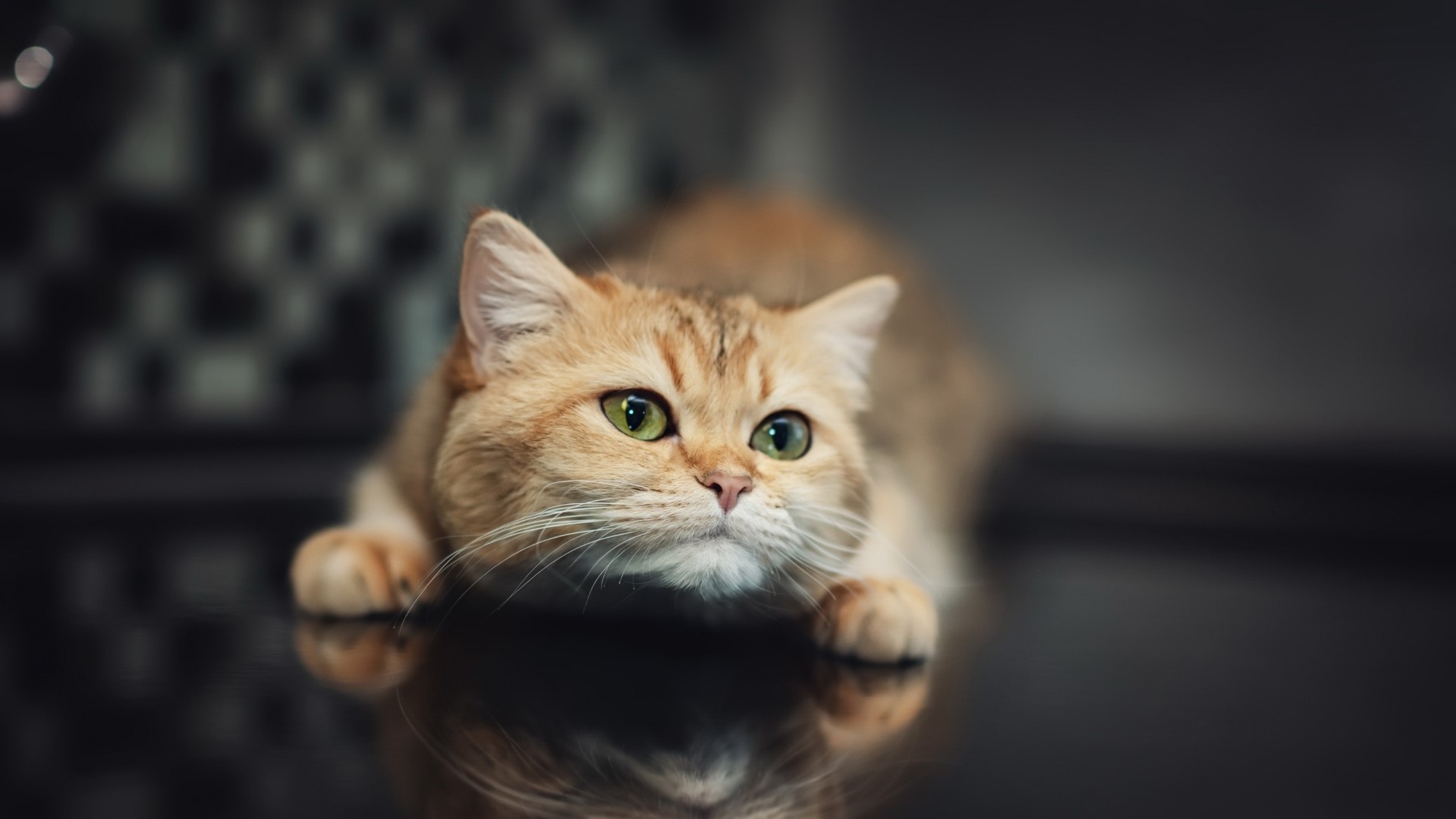 Ginger Cat in Playful Pounce Mode - backiee