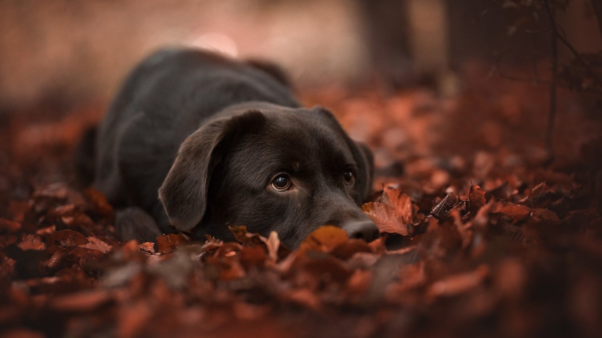 Autumn Adventure with a Black Labrador Puppy - backiee