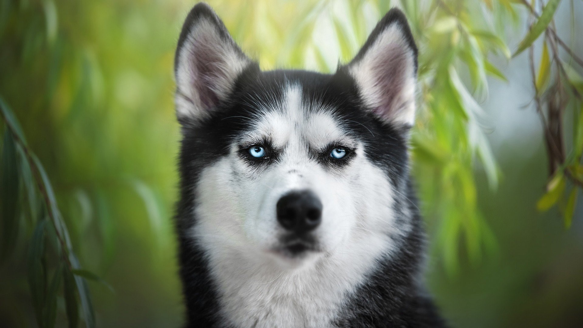 Siberian Husky in Lush Greenery Wallpaper - backiee