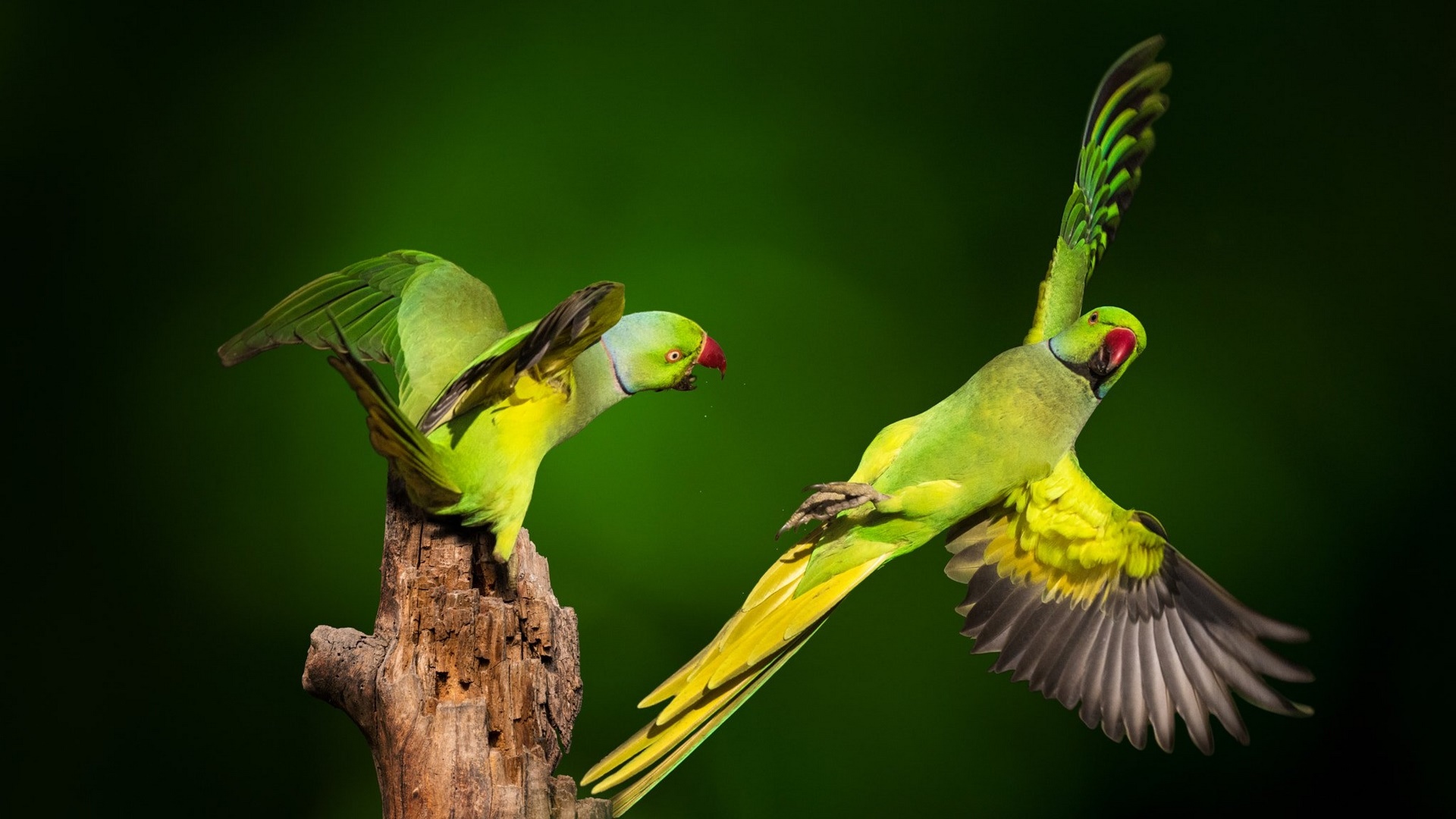 Vibrant Green Parrots in Motion - backiee