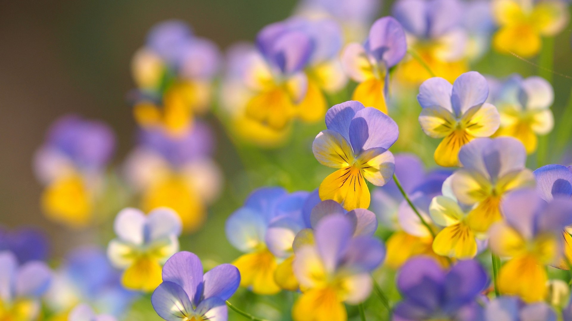Blooming Harmony Pansy Field - backiee