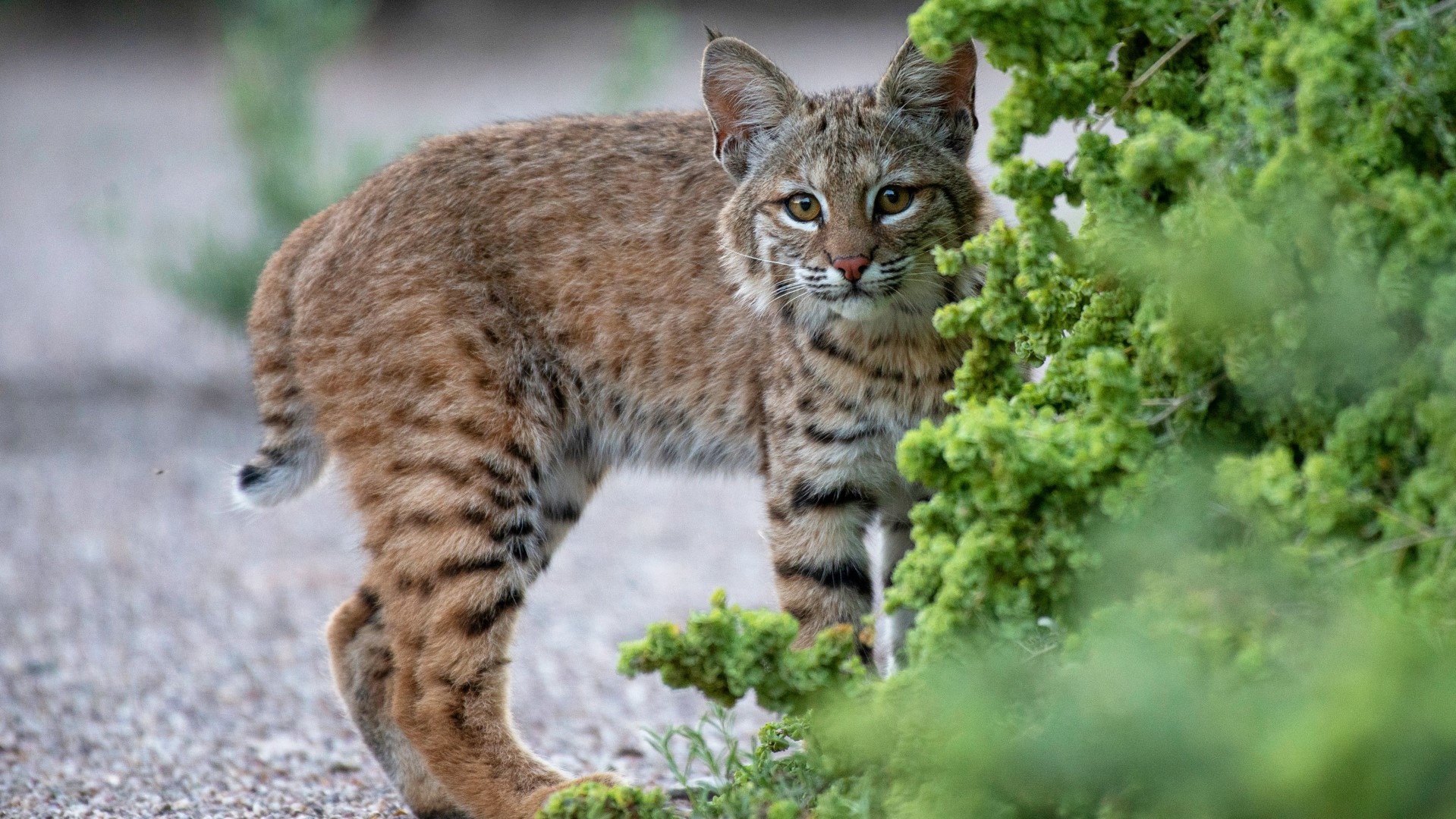 Wild Bobcat in Its Natural Habitat - backiee
