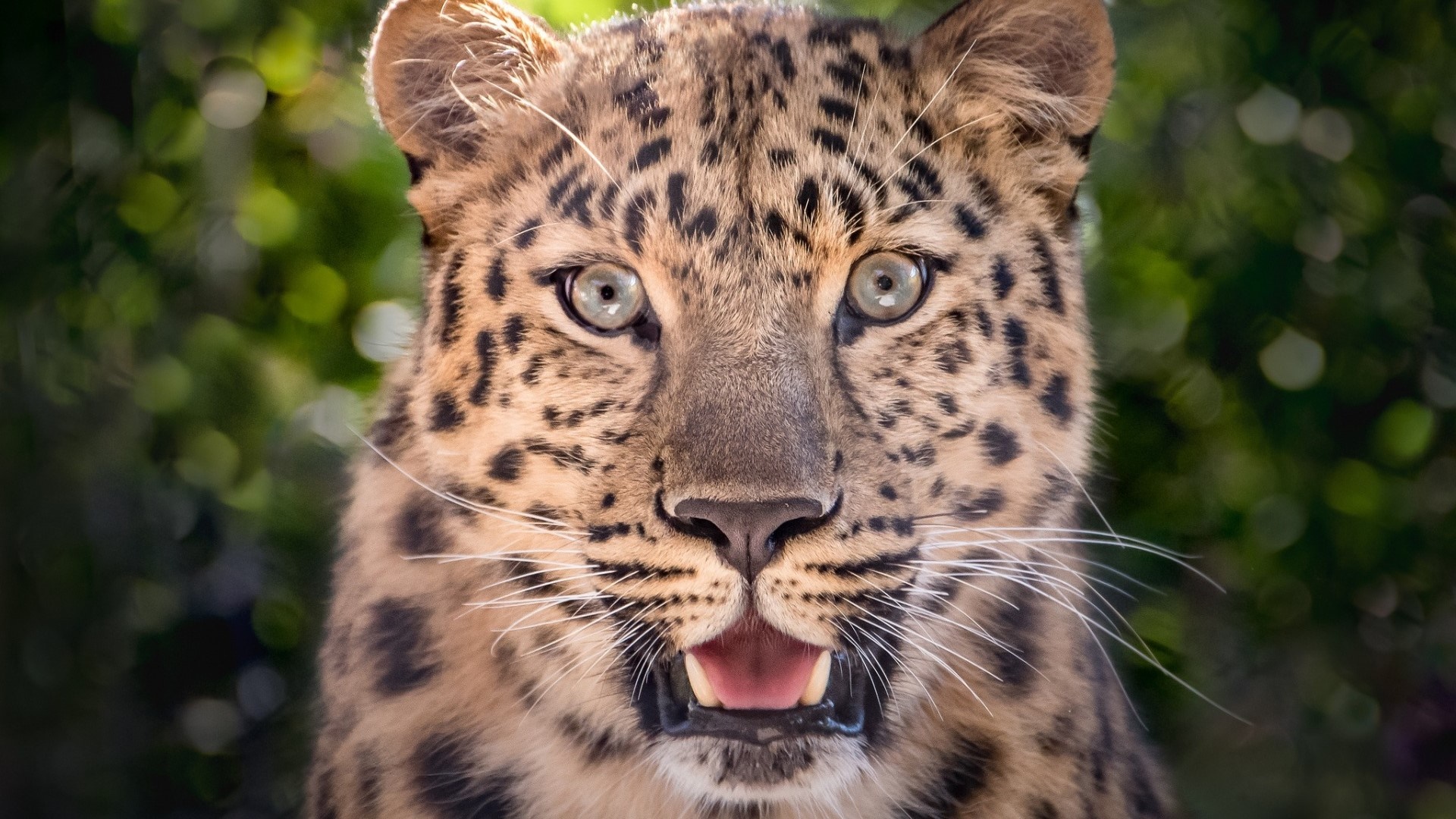 Amur Leopard in Breathtaking Close-Up Portrait - backiee